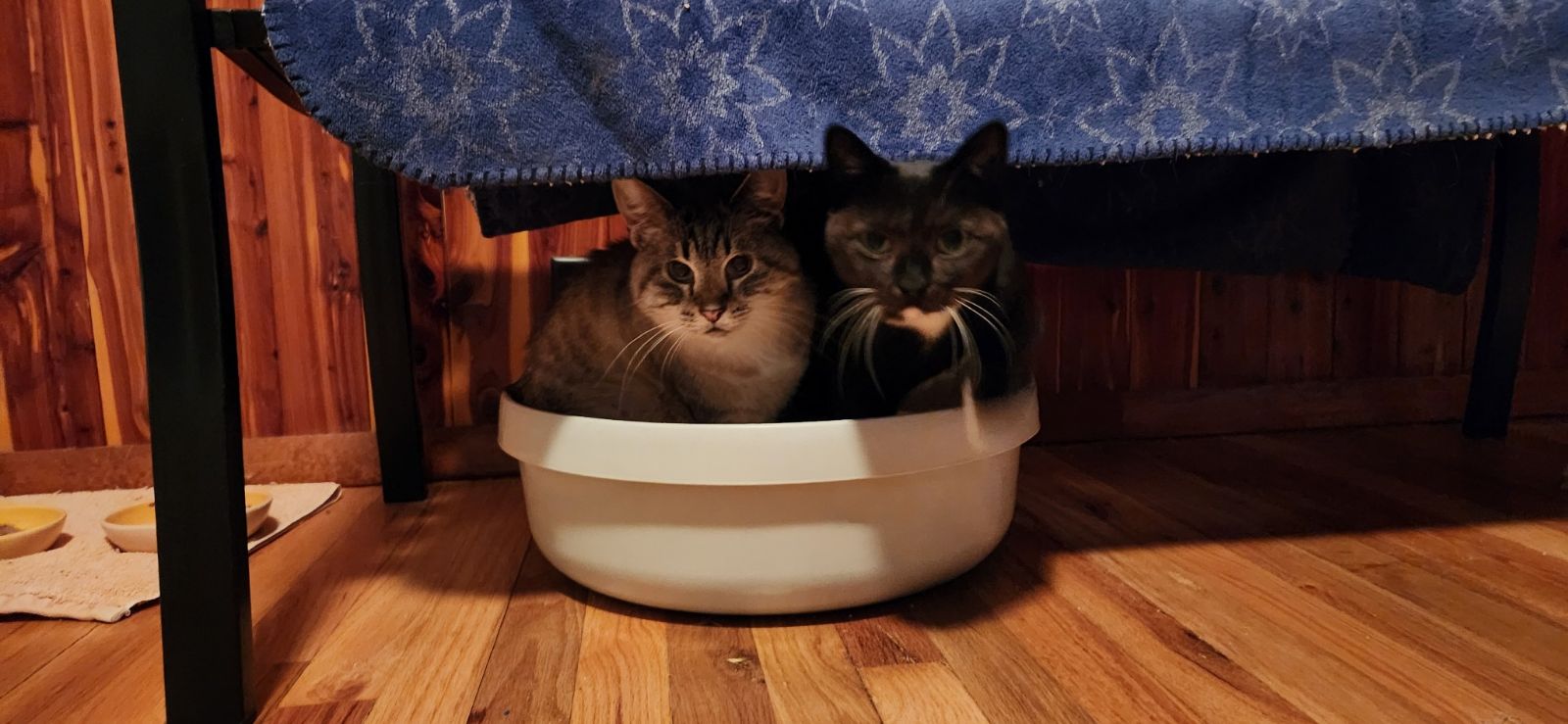 Adopt Pip & Jade – Longmont Friends of Feral & Abandoned Cats